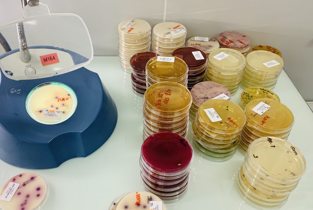 Les Salmonelles dénombrées avec Salmoden | ADIV